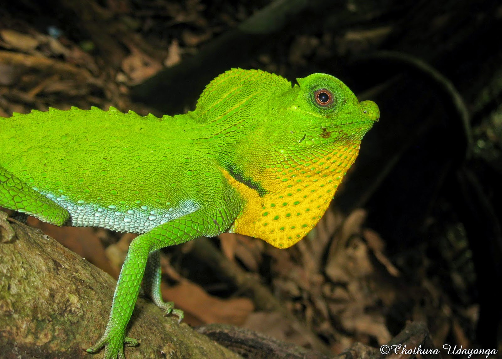 Nature Of Srilanka: Lyriocephalus scutatus (Linnaeus, 1758); Hump-nosed ...