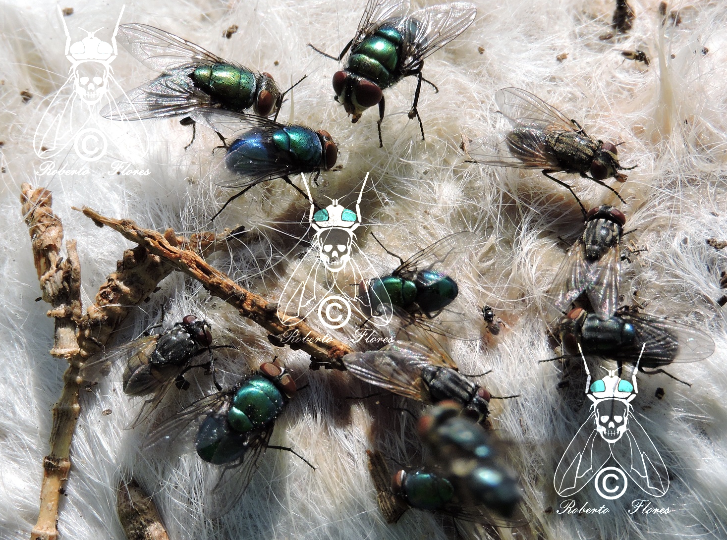 La Entomología Forense