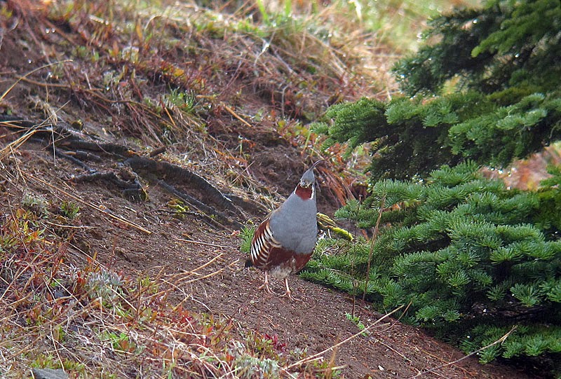 Birdernaturalist: Oregon Shakespeare Festival and Birding – The ...