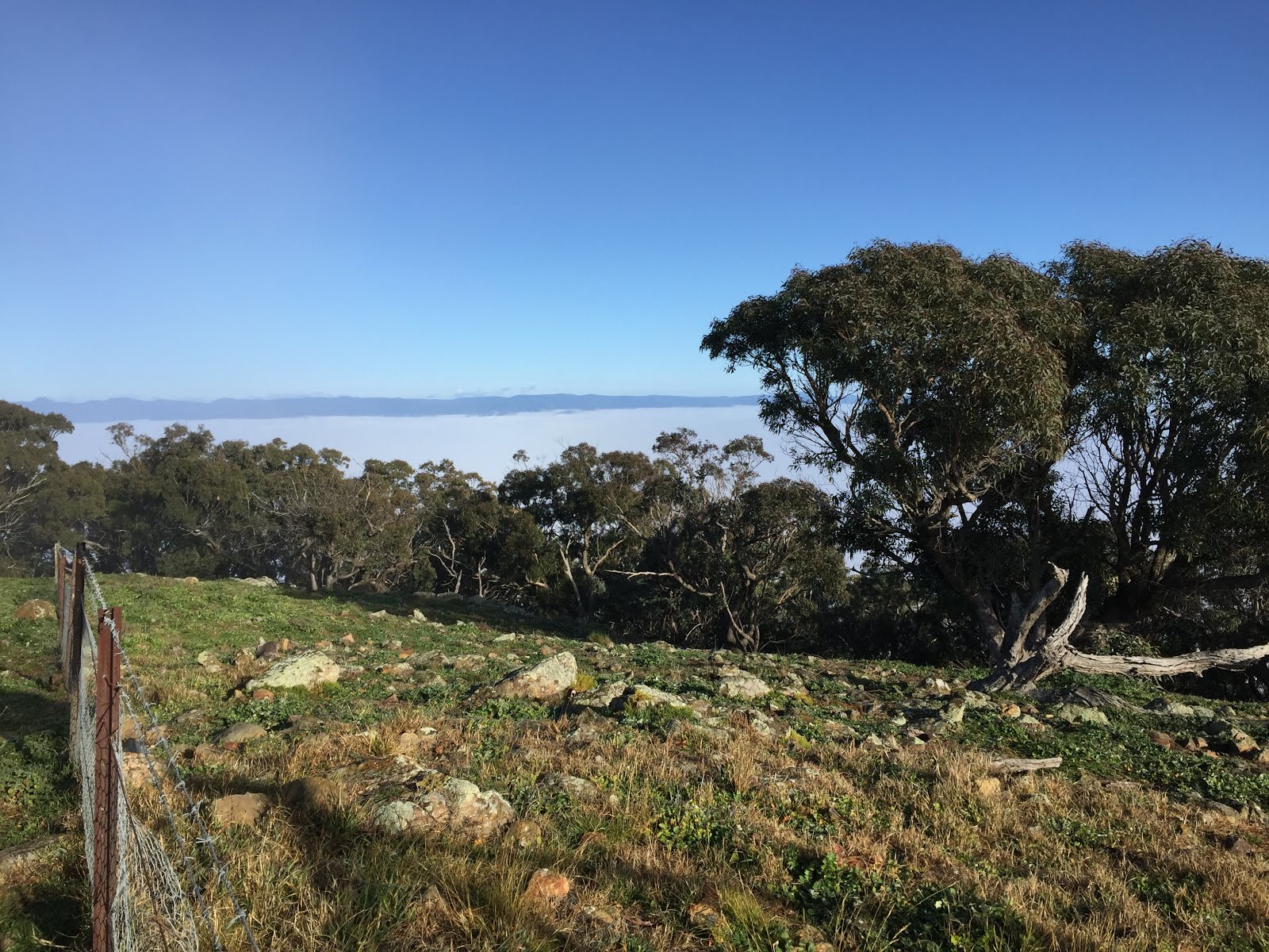 Phil's Bushwalking Blog: Canberra Nature Park: One Tree Hill (4)