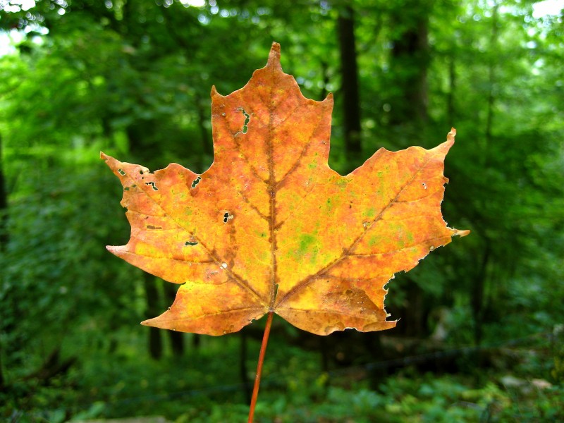 My Vegan Weight Loss Journey: Hello, Fall!