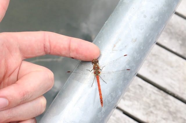 Insectes d'Alsace: Sympetrum striolatum - Sympetrum fascié