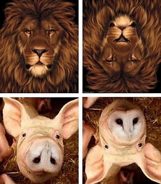 Optische illusies en gezichtsbedrog: Visuele illusies: kunst optisch bedrog