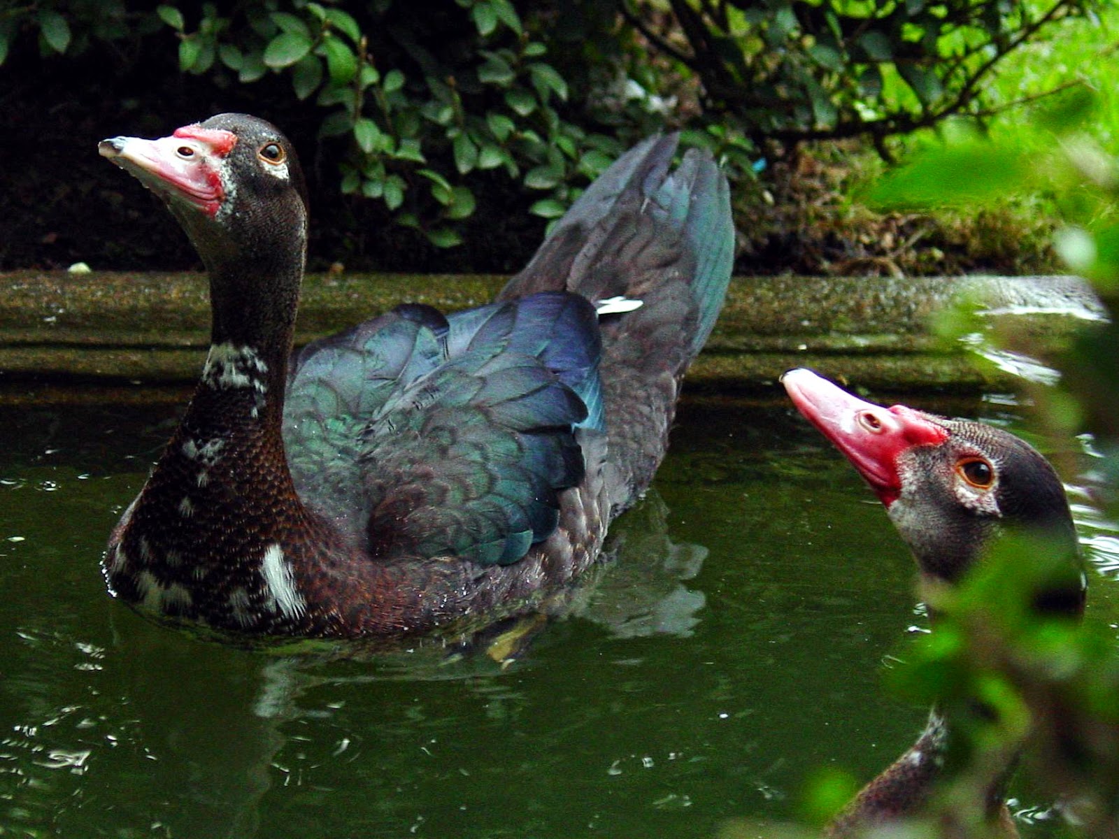 MUSCOVY DUCK photos - wallpapers | the fun bank