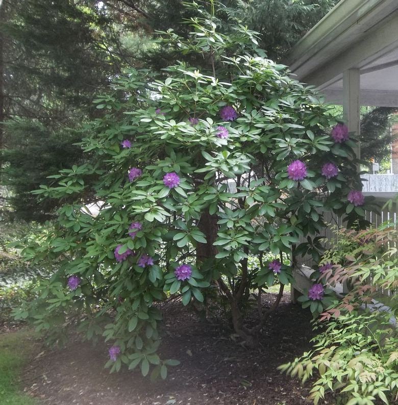 Future Plants by Randy Stewart: Rhododendrons - Species