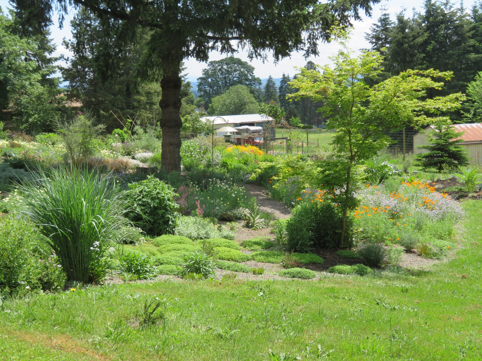 My Little Wildflower Meadow