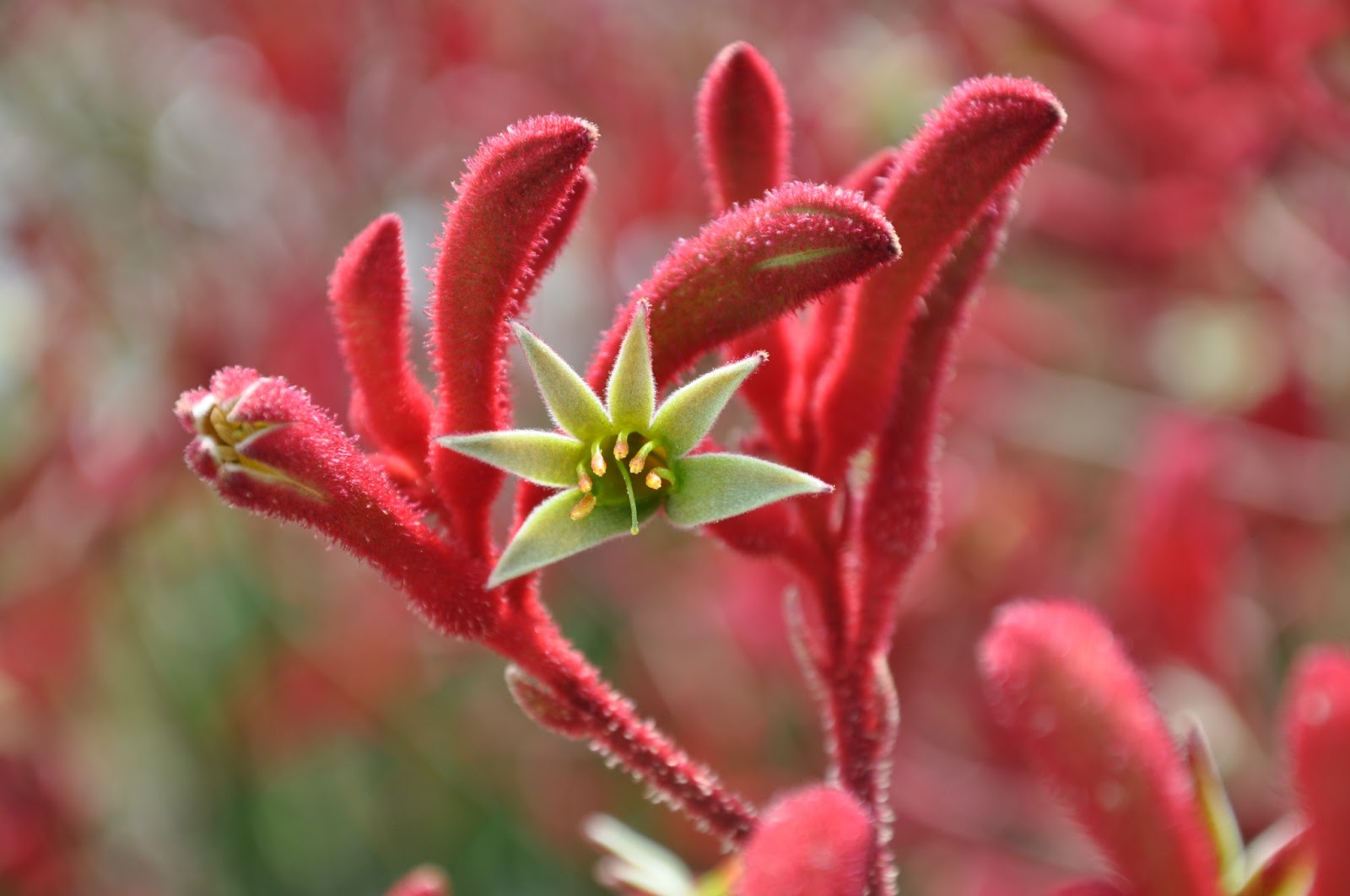 JENNY SMITH GARDENS: PLANT OF THE MONTH - ANIGOZANTHOS FLAVIDUS BIG RED