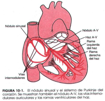 FISIOLOGÍA CARDIACA