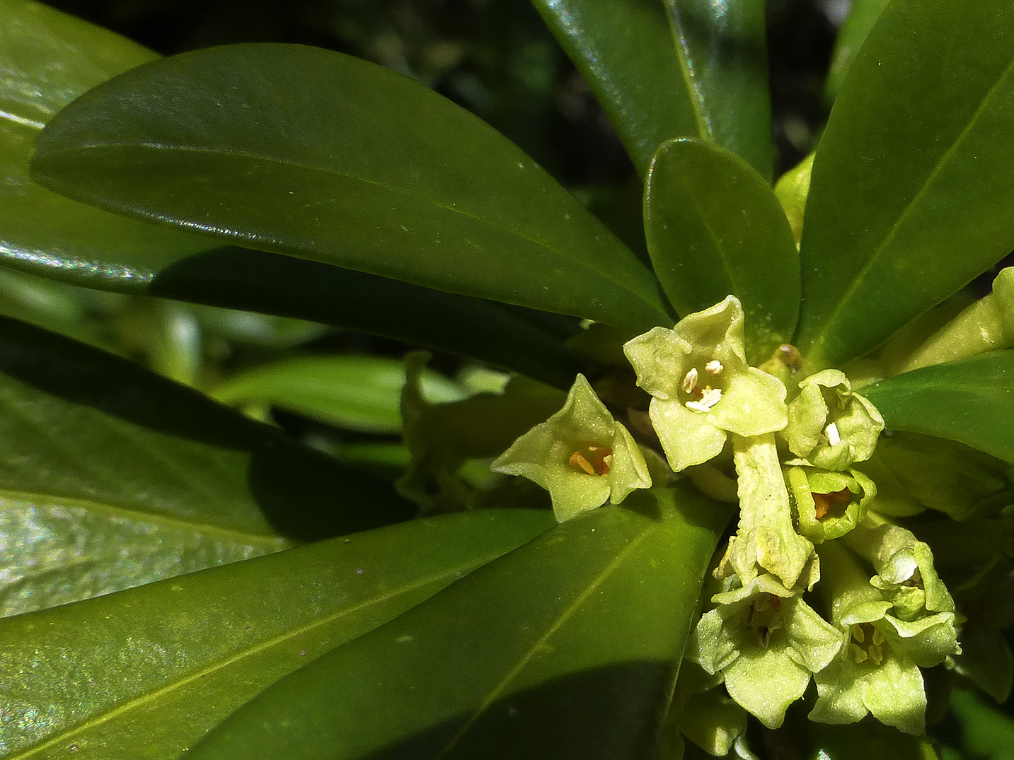 rocayflor: marzo 2016