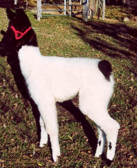 Autumn Hill Llamas Fiber Llama Biography 11 Autumn Hill s Tatoka autumn-hill-llamas-fiber-llama-biography-11-autumn-hill-s-tatoka