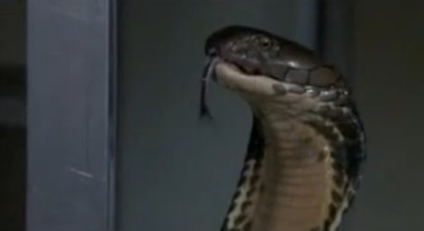 A Haunting on the Screen: Sssssss