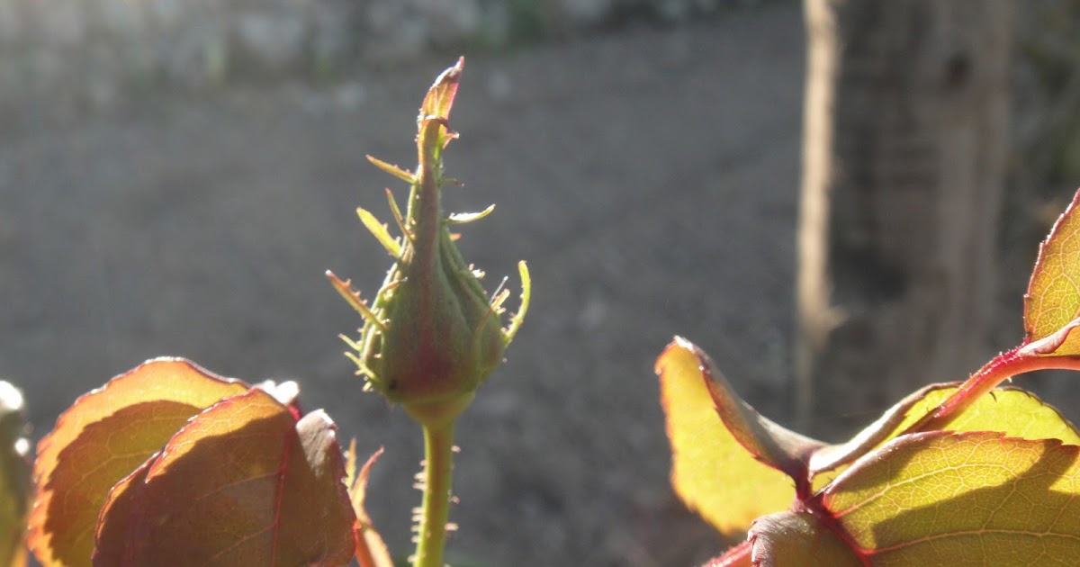 Educació Eticocívica 4 ESO SJO: Les diferències home-dona en distintes ...