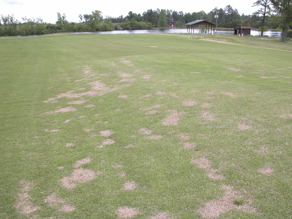 Turfgrass disease updates for golf courses: Spring dead spot of zoysiagrass