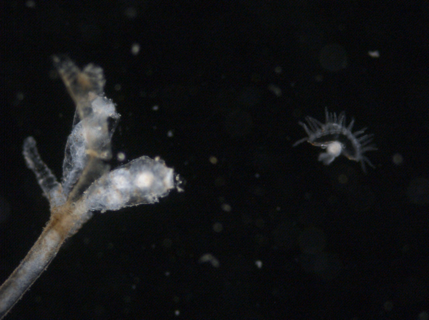 Invertebrate Embryology: Life cycle of hydrozoan Obelia sp.
