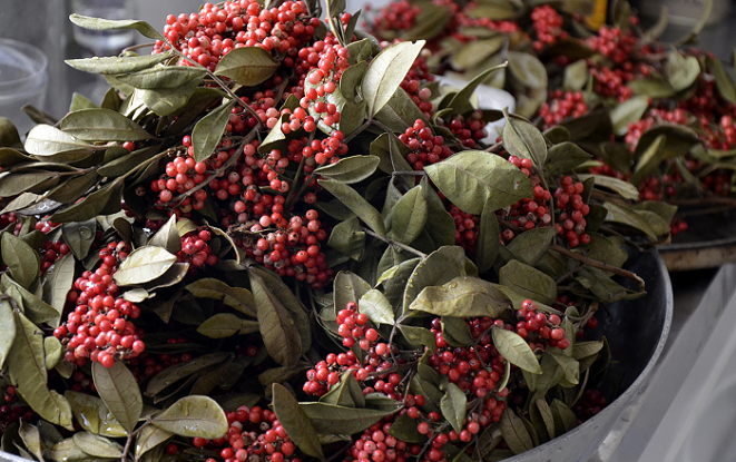 Meio Ambiente: Schinus terebinthifolius - Aroeira vermelha