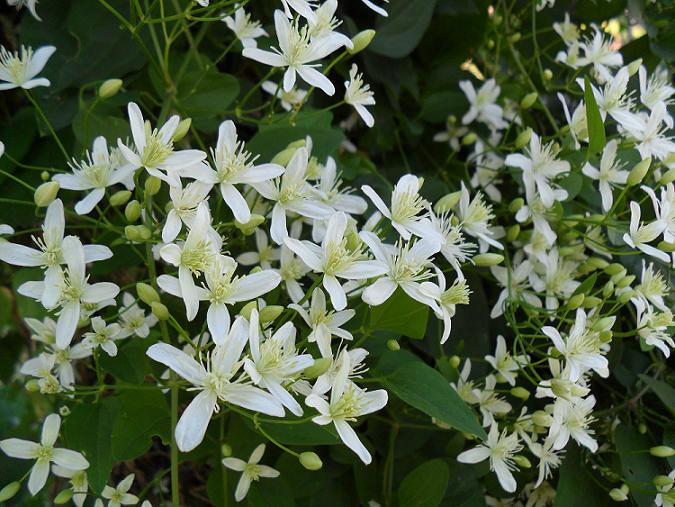 town and prairie: Autumn Clematis