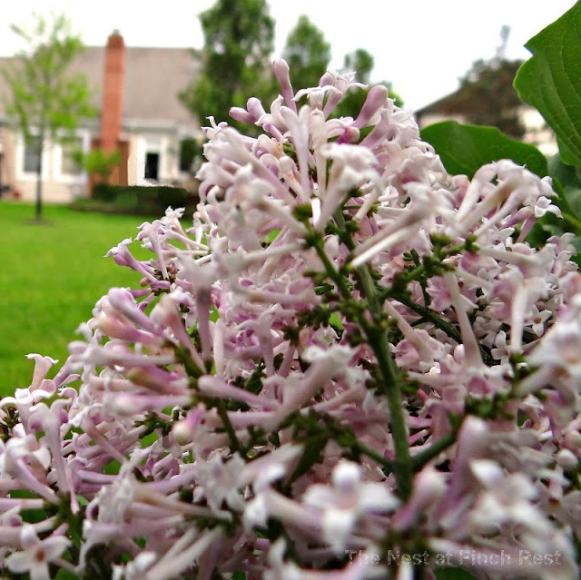 The Nest at Finch Rest: Lilacs in Pink Ironstone