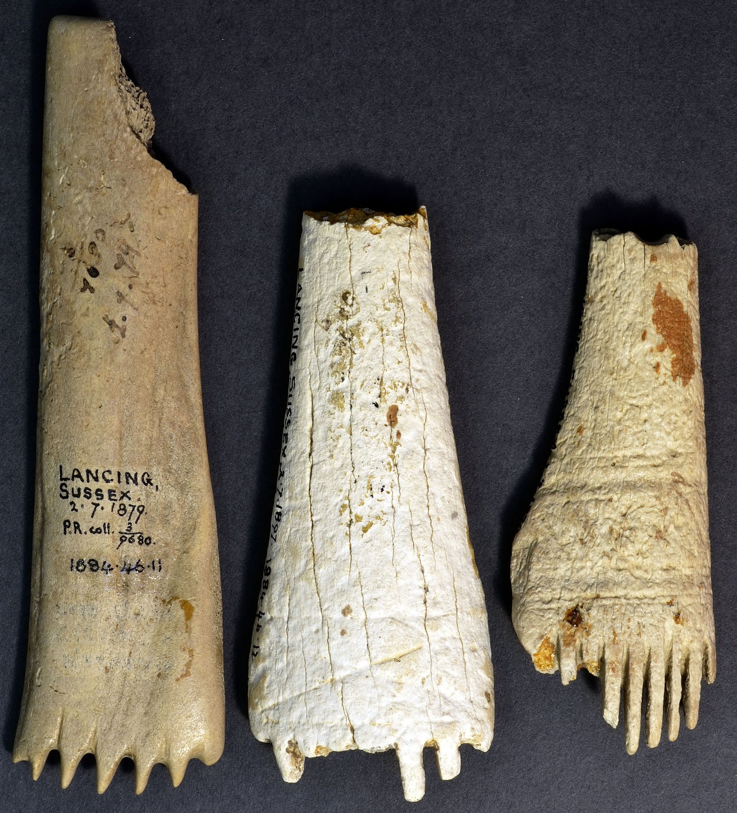 Excavating Pitt-Rivers: Antler and Bone