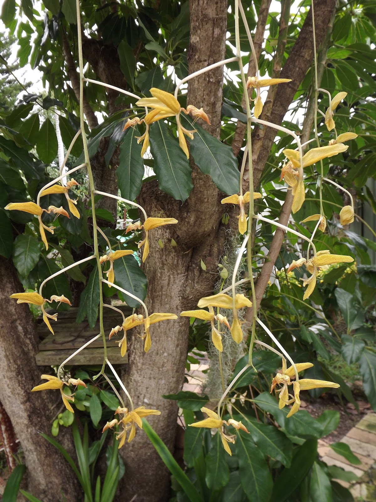 My Orchids Journal: Gongora gratulabunda orchid