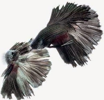 IKAN LAGA: 9 Gambar ikan Cupang Pelaga Aduan yang lagi Bertarung ...