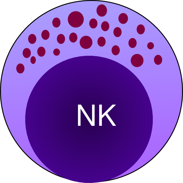 Valores Normales de Leucocitos: Agranulocitos: Linfocitos T y B / Los ...