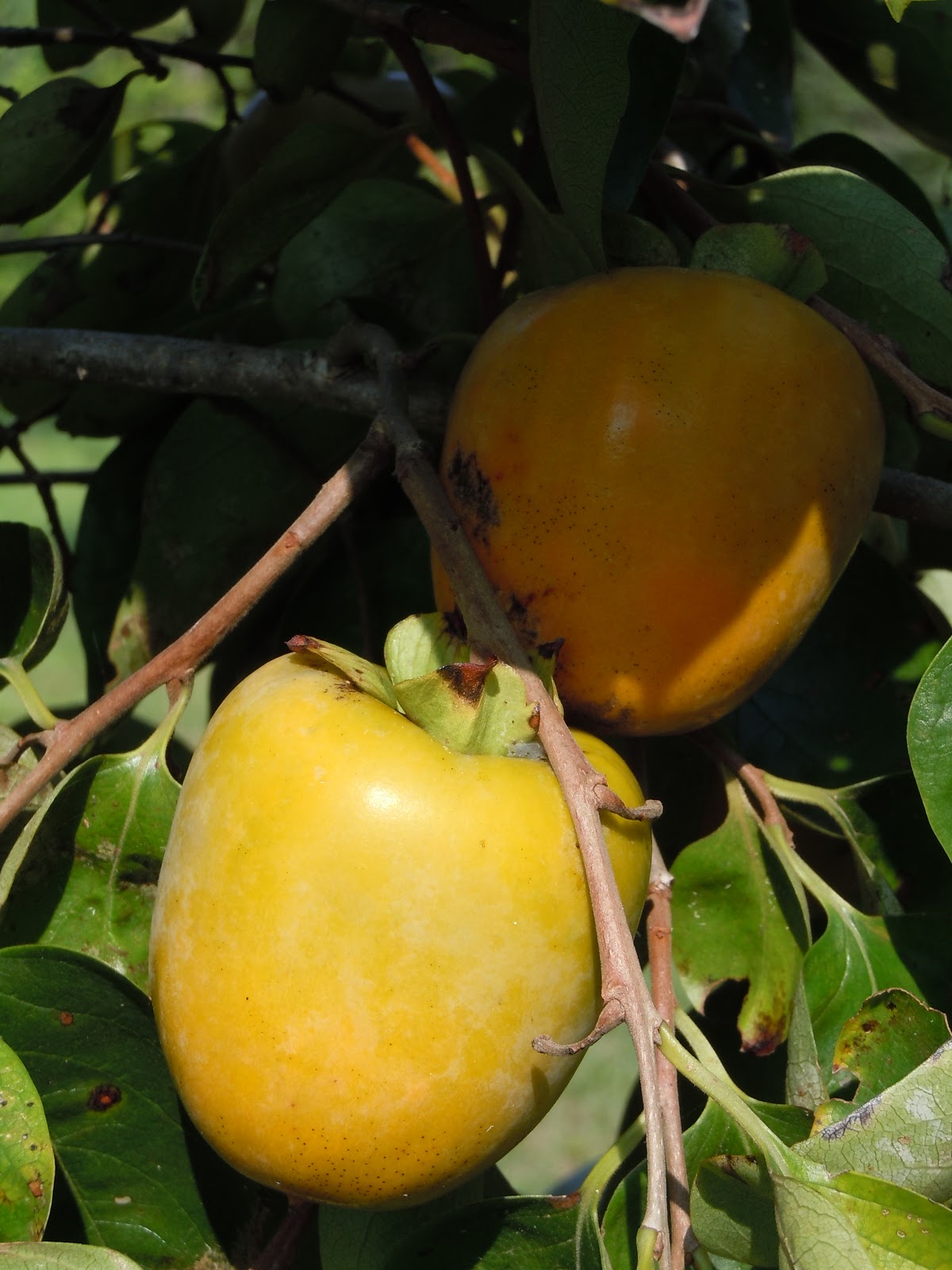 Simply Living: Little-known persimmons are worth discovering