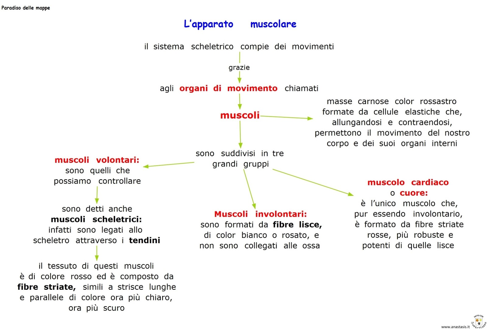 Paradiso delle mappe: L'apparato muscolare
