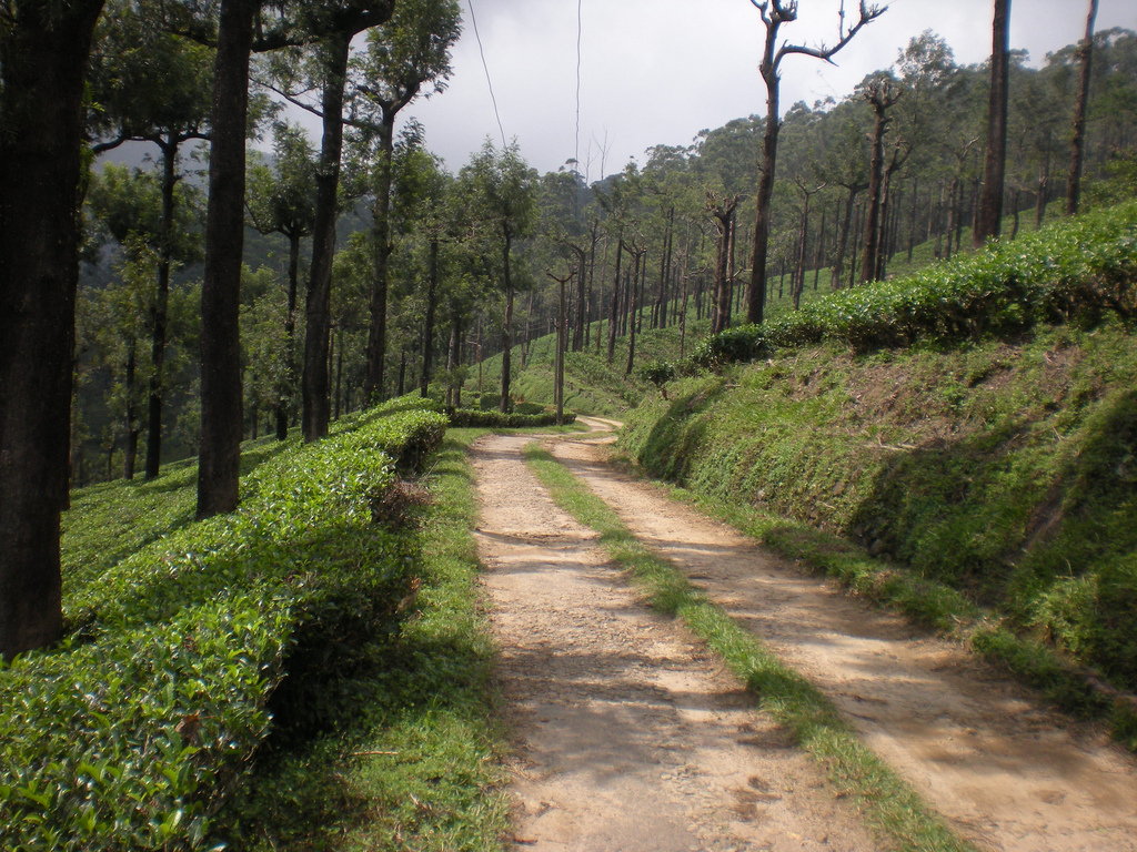 Tamilnadu Tourism: Manjolai Tea Estate, Manjolai Hills