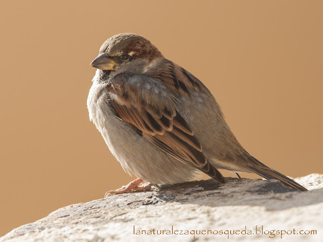 La Naturaleza que nos queda: Un gorrión común (Passer domesticus)