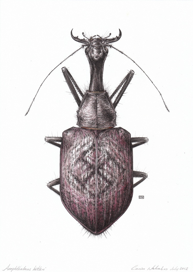 The Parasite Dimension: Anophthalmus hitleri