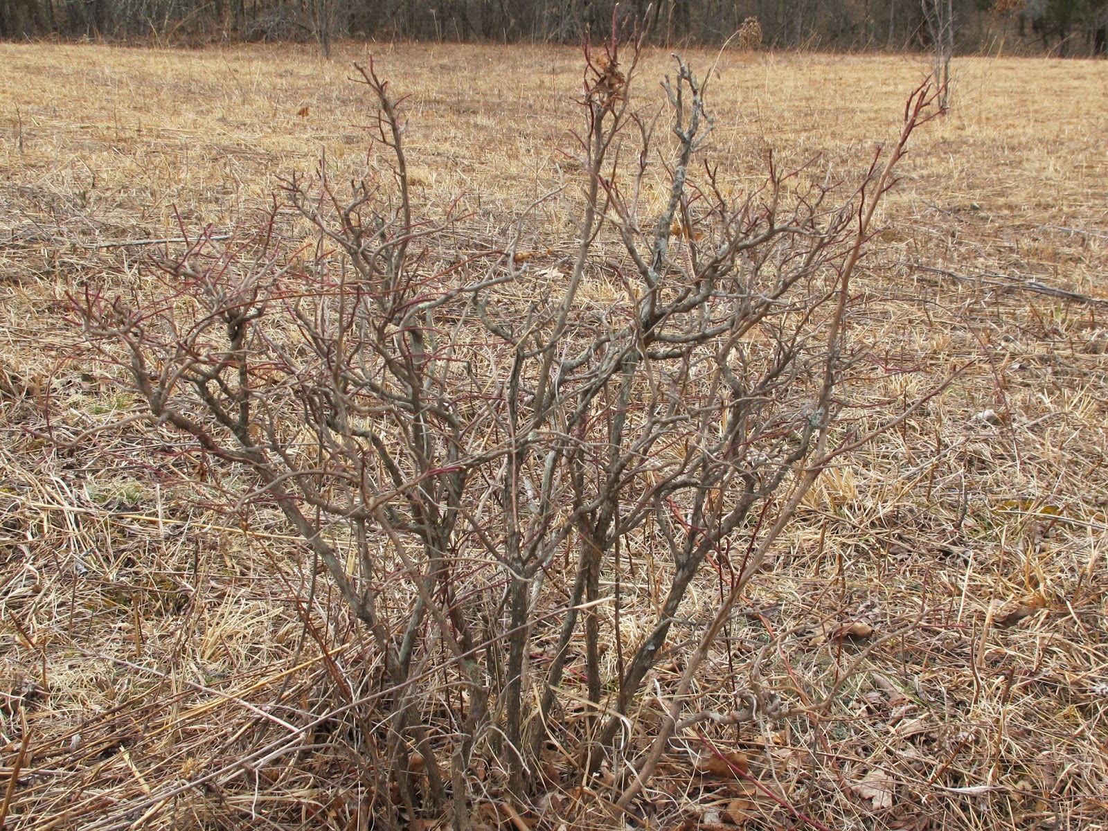 Blue Jay Barrens: East Field