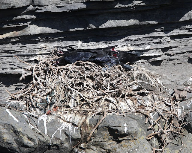 Murfs Wildlife : Raven