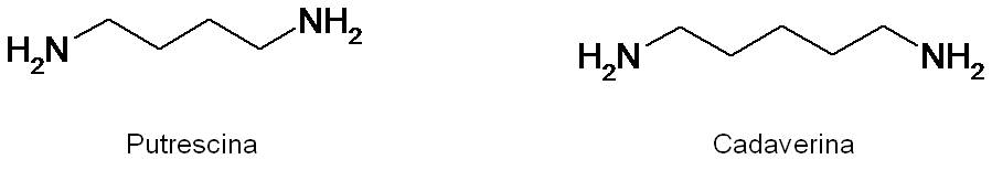 Betsabea Sbrocca: Cadaverina & Putrescina