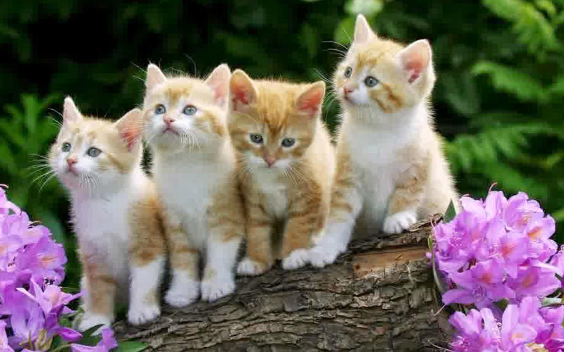 Terbaru 50+ Gambar Kucing Pinterest