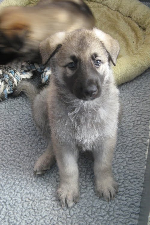 Sparta ISSA Shiloh Shepherds