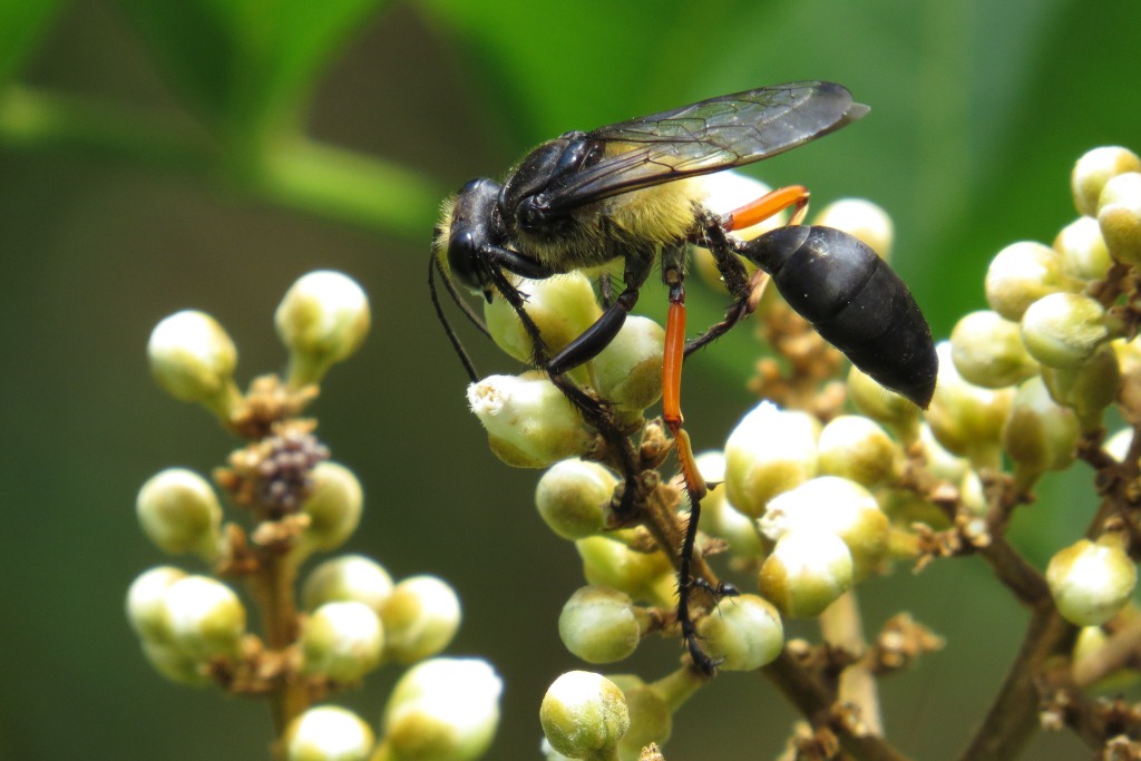Crowned Eagle Research in KwaZulu-Natal: Aprils Insects
