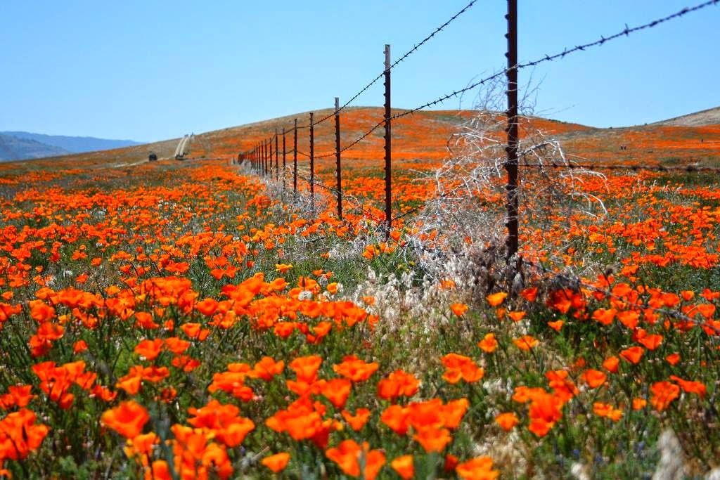 The California Poppy Reserve: A Sea of Orange Happiness ~ Kuriositas