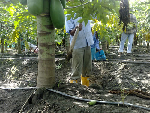Siembra y Vida: Elementos a Considerar para Cultivar la Lechosa