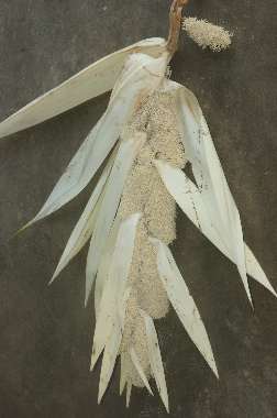 Gayatri Balu's blog: Flowers