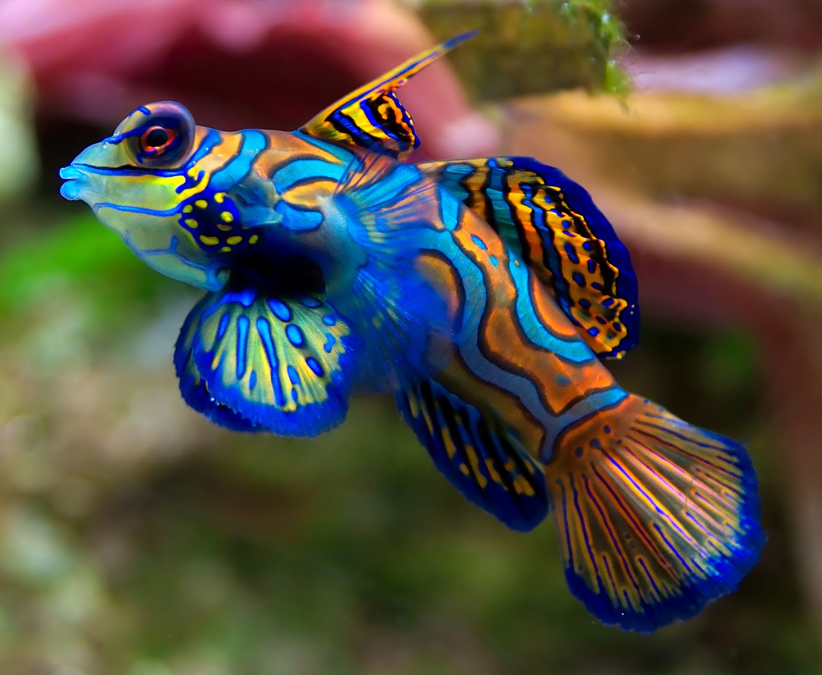 Top 3 Most Beautiful Fish | Animal Photo