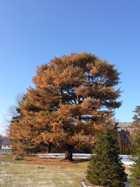 Field Notes: Salted Evergreens