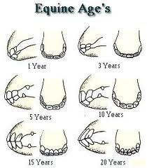 The World of Horses: Teeth and age