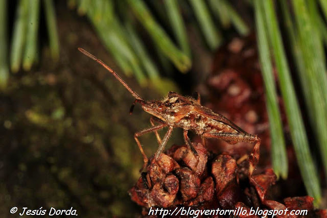 Observatorio de El Ventorrillo: La chinche de los piñones, otra especie ...