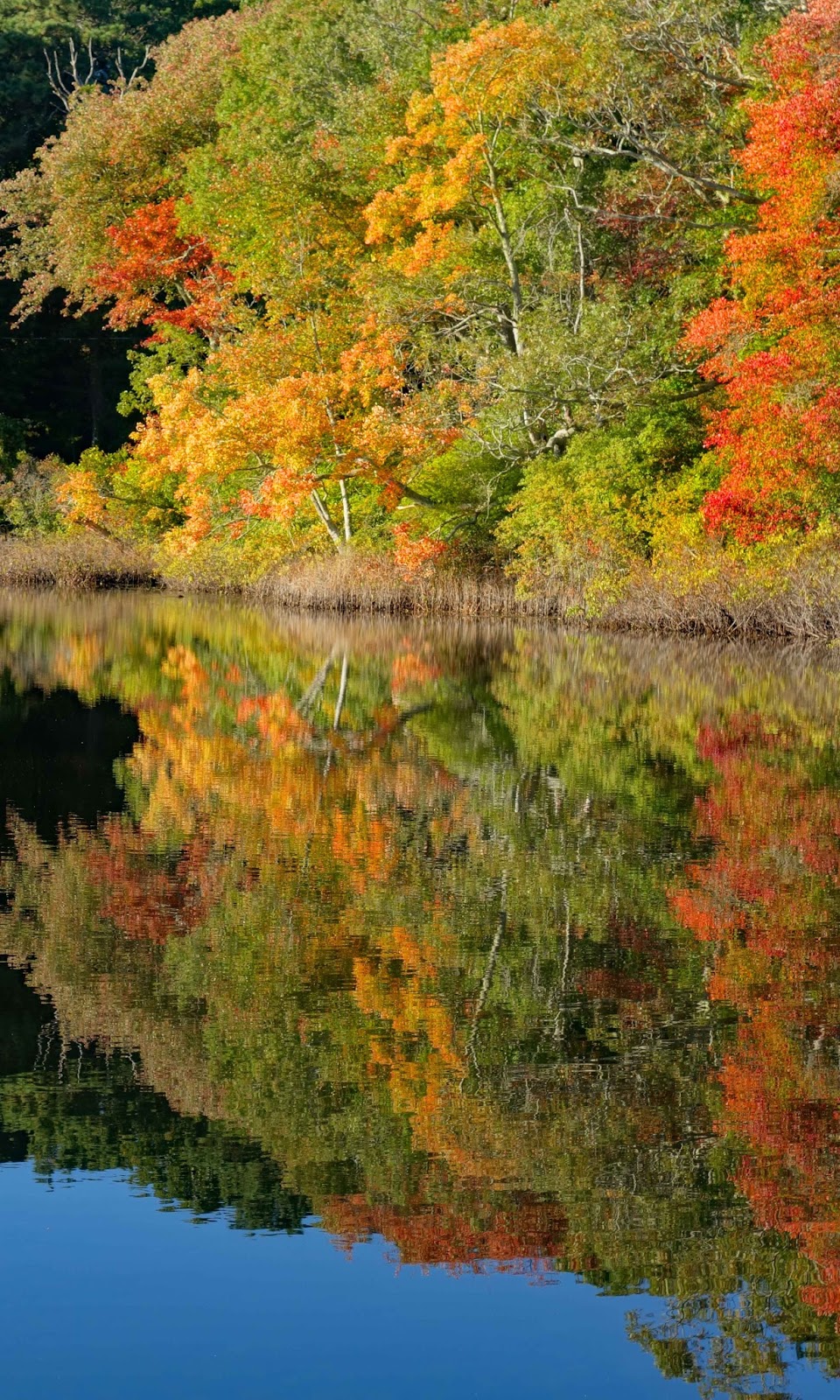 Joe's Retirement Blog: A Touch of Fall at Rabbit Pond, Manomet ...