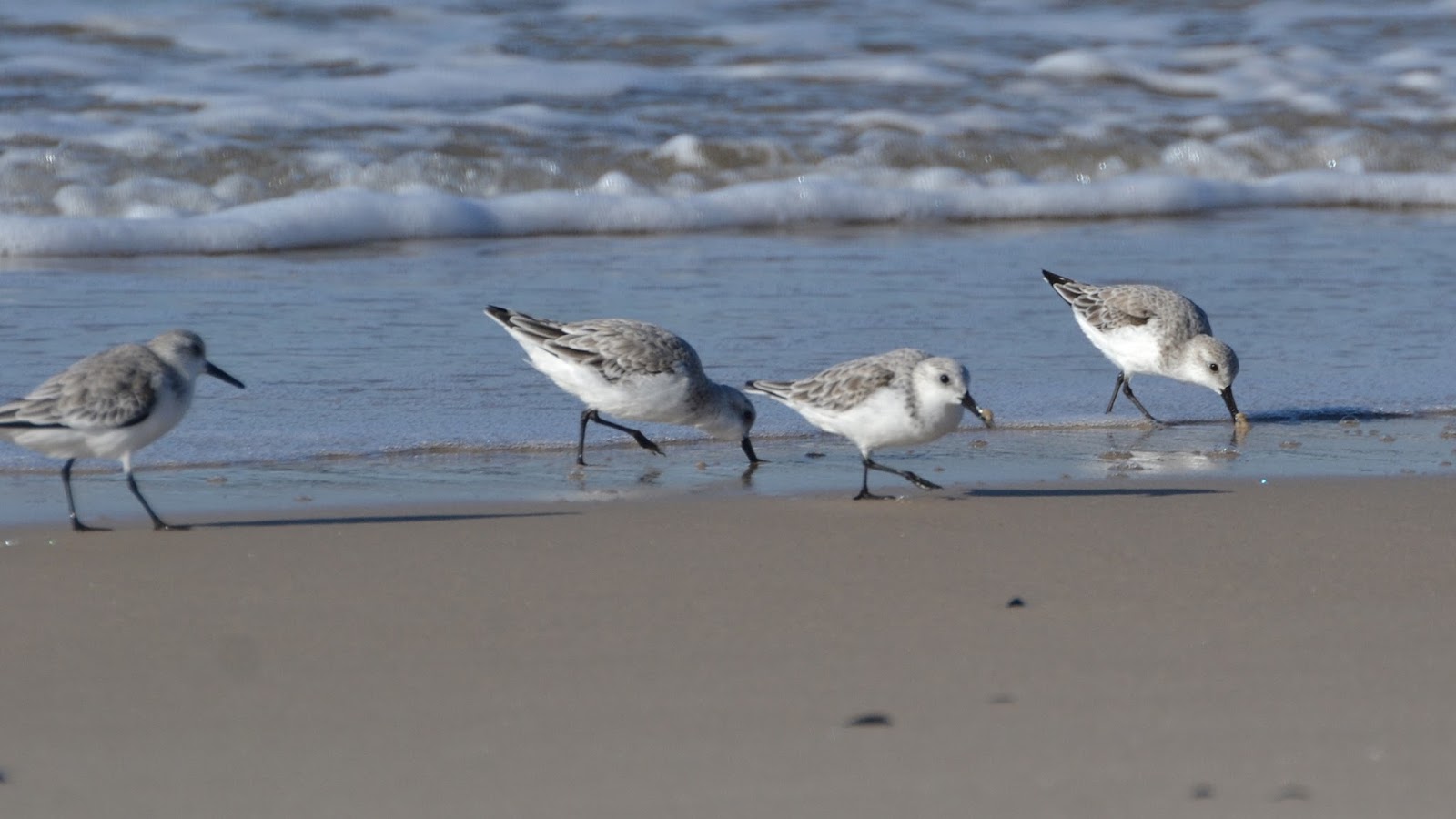 Aves de La Floresta: Playerito blanco