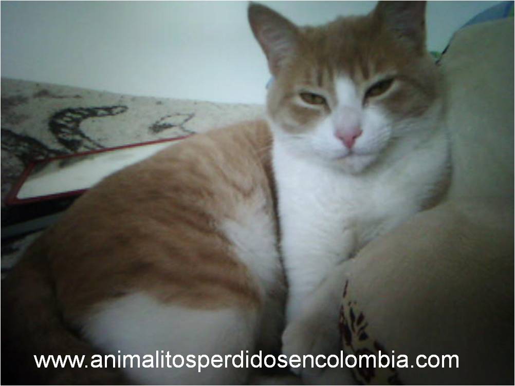 Animalitos Perdidos en Colombia: PERDIDO BOGOTÁ - GATO CRIOLLO AMARILLO ...