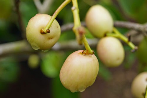 Mulia Fruit Garden: JAMBLANG