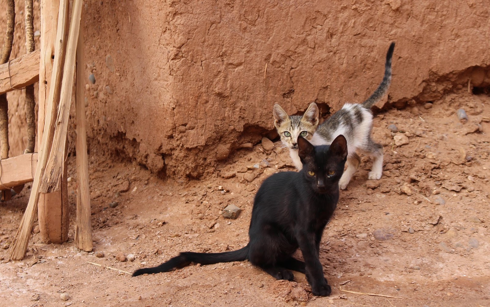 sconzani: Cats of Morocco
