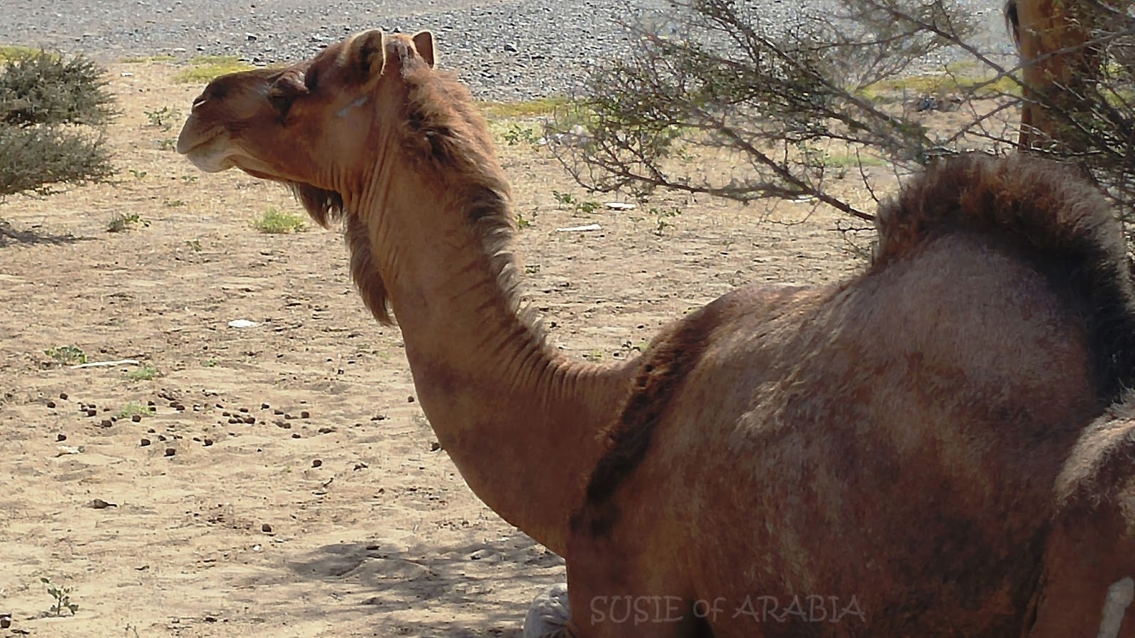 Jeddah Daily Photo: Saudi Arabia's Dromedary Camel