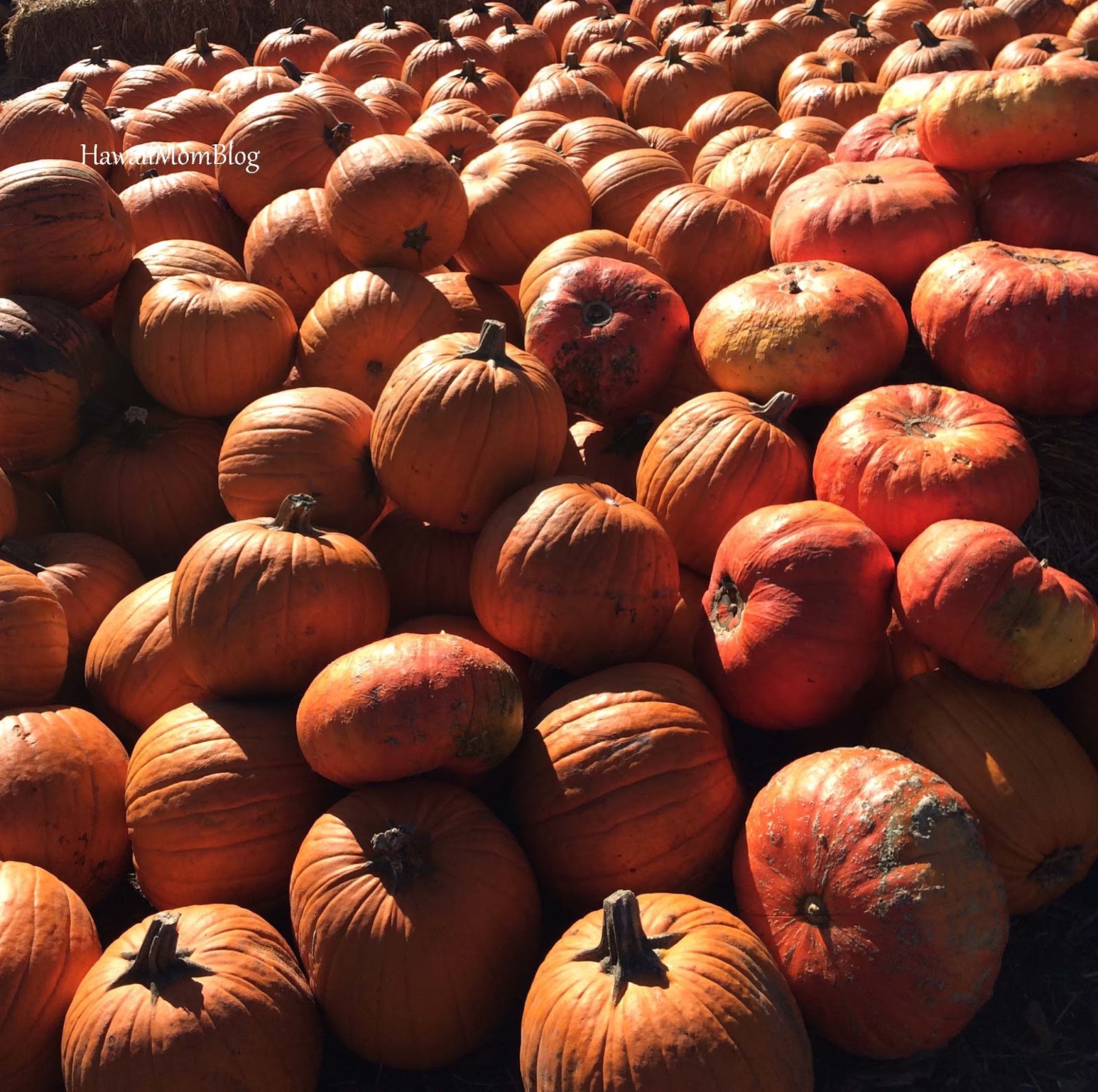 Hawaii Mom Blog: Aloun Farms 15th Annual Pumpkin Festival - Last Weekend!